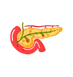 Functions pancreas concept Royalty Free Vector Image
