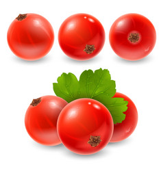 Red currant set Royalty Free Vector Image - VectorStock