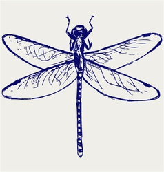 Dragonfly Royalty Free Vector Image - VectorStock