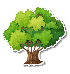 Isolated tree on white background Royalty Free Vector Image