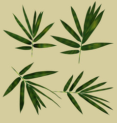 Bamboo leaf set Royalty Free Vector Image - VectorStock