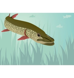Pike Royalty Free Vector Image - VectorStock