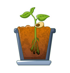 Bean in ground germinated icon cartoon style Vector Image