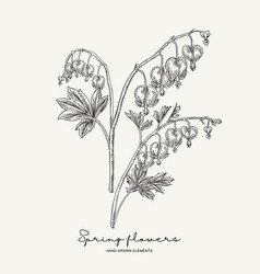 Hand drawn dicentra heartshaped spring flowers Vector Image
