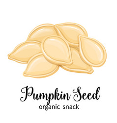 Pumpkin seeds Royalty Free Vector Image - VectorStock