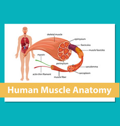 Cartoon human body parts composition Royalty Free Vector