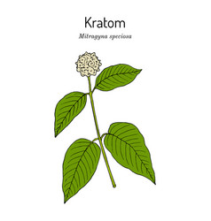 Alocasia frydek plant design Royalty Free Vector Image