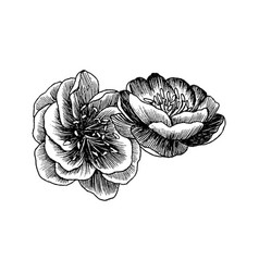 Wild roses blossom branch isolated on white Vector Image