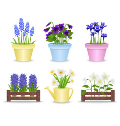 Spring garden flowers grass and plant early Vector Image