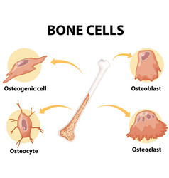 Human bone cells anatomy Royalty Free Vector Image