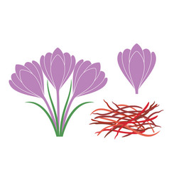 Saffron Royalty Free Vector Image - VectorStock