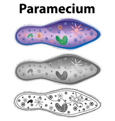 A paramecium diagram on white background Vector Image