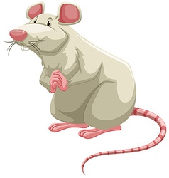 White rat Royalty Free Vector Image - VectorStock