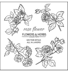 Rose branch frame Royalty Free Vector Image - VectorStock