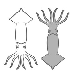 Squid Royalty Free Vector Image - VectorStock
