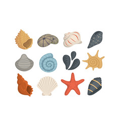 Set shells Royalty Free Vector Image - VectorStock