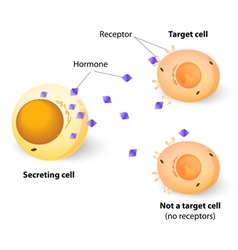Cell membrane Royalty Free Vector Image - VectorStock