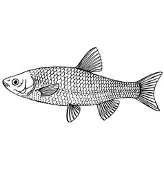 Fish european chub Royalty Free Vector Image - VectorStock