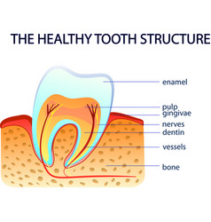 Healthy tooth structure Royalty Free Vector Image