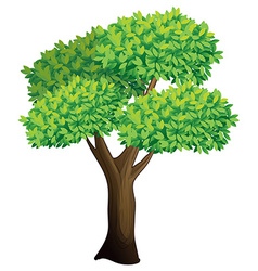 Tree Royalty Free Vector Image - VectorStock