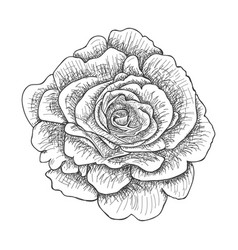 Engraving rose Royalty Free Vector Image - VectorStock