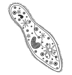 Paramecium caudatum hand drawn Royalty Free Vector Image