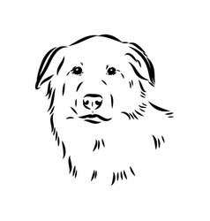 Aidi dog sketch outline pencil drawing artwork Vector Image