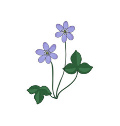 Drawing hepatica Royalty Free Vector Image - VectorStock