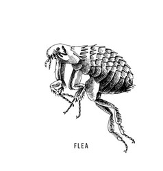 Life cycle of flea Royalty Free Vector Image - VectorStock