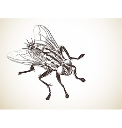 Fly Royalty Free Vector Image - VectorStock
