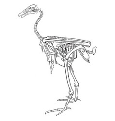 Condor skeleton vintage Royalty Free Vector Image