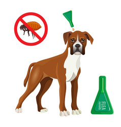 A boy is cleaning his brown dog in the red pail Vector Image