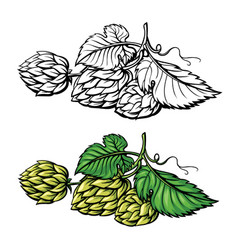 Hand drawn hop plant Royalty Free Vector Image