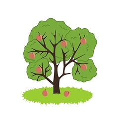 Peach tree icon Royalty Free Vector Image - VectorStock