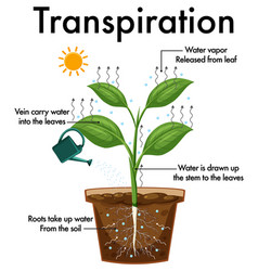 Photosynthesis and cellular respiration diagram Vector Image