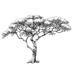 African tree marula tree Royalty Free Vector Image