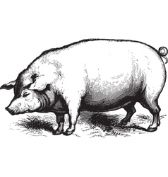 Swine Royalty Free Vector Image - VectorStock
