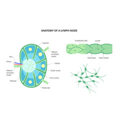 Lymph node anatomy Royalty Free Vector Image - VectorStock
