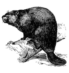 Beaver Royalty Free Vector Image - VectorStock