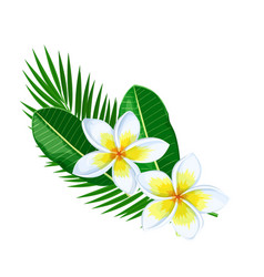 Orchid summer tropical flower Royalty Free Vector Image