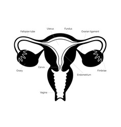 Female reproductive system for coloring page Vector Image