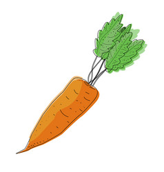 Carrot root vegetable cartoon Royalty Free Vector Image