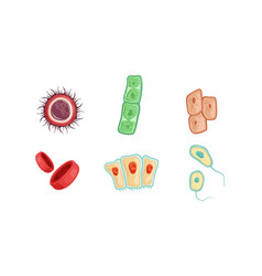 Different types human cells collection Royalty Free Vector