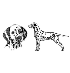 Dalmatian dog logo Royalty Free Vector Image - VectorStock